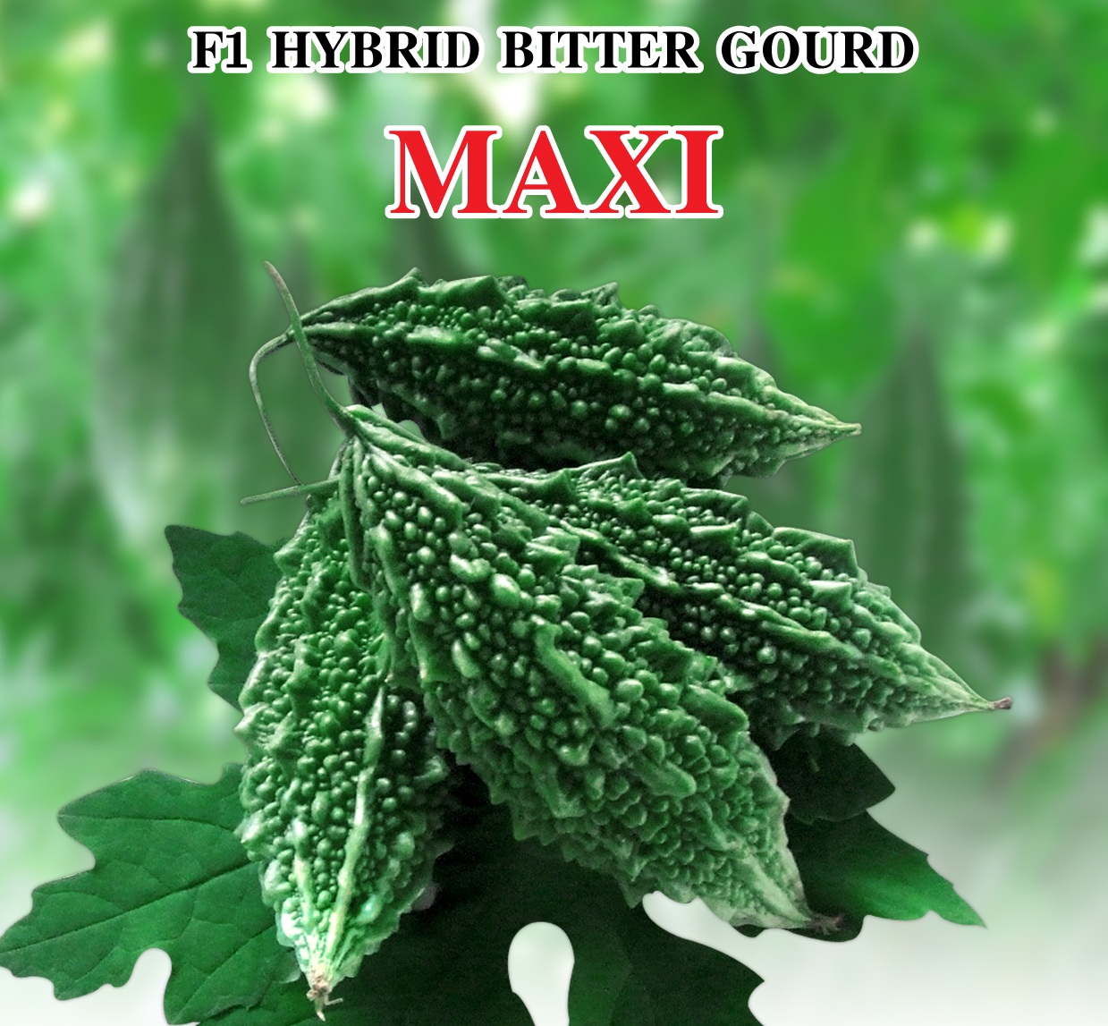 Bitter Gourd – Jamalpur Seeds
