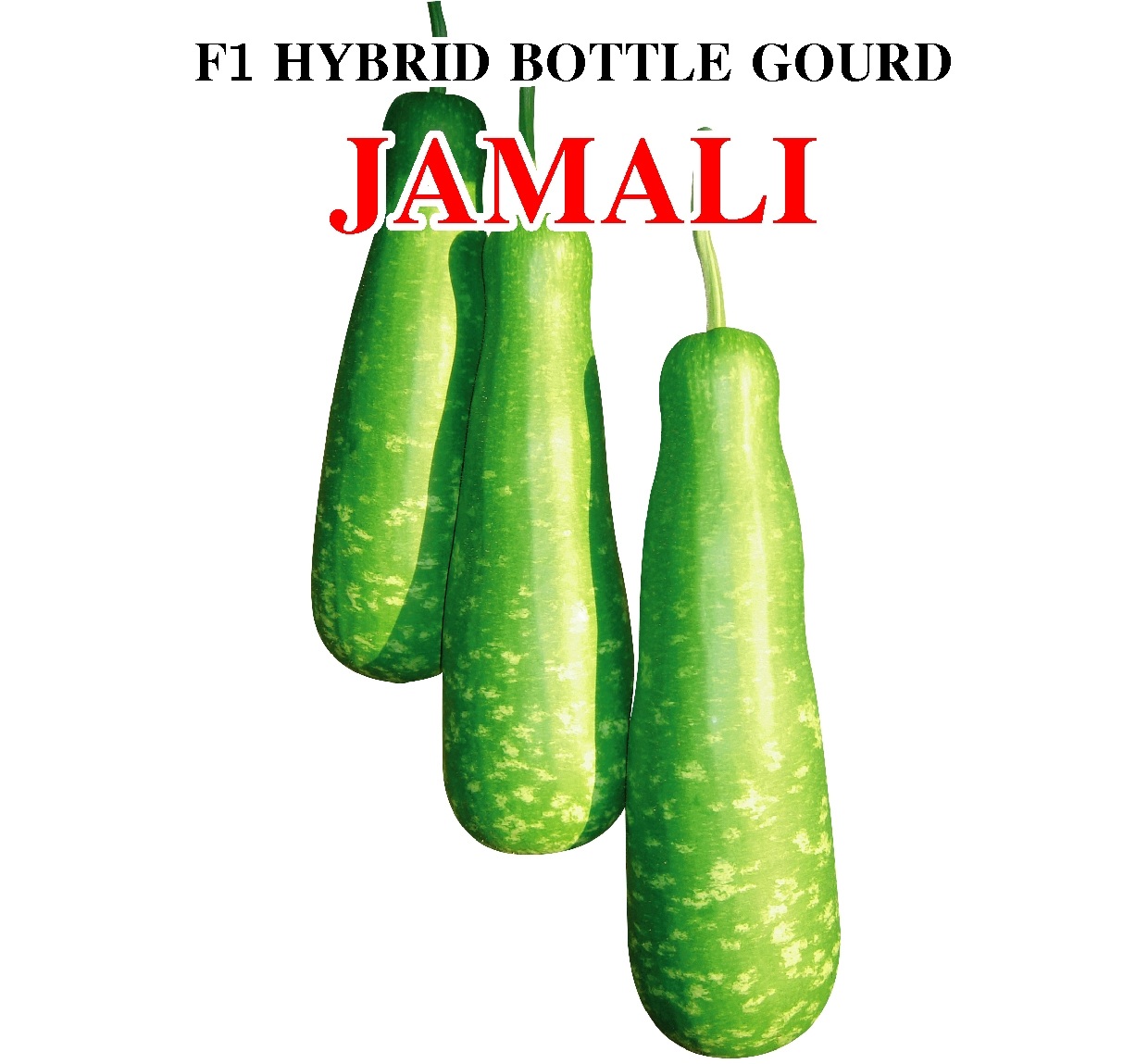Bottle Gourd – Jamalpur Seeds