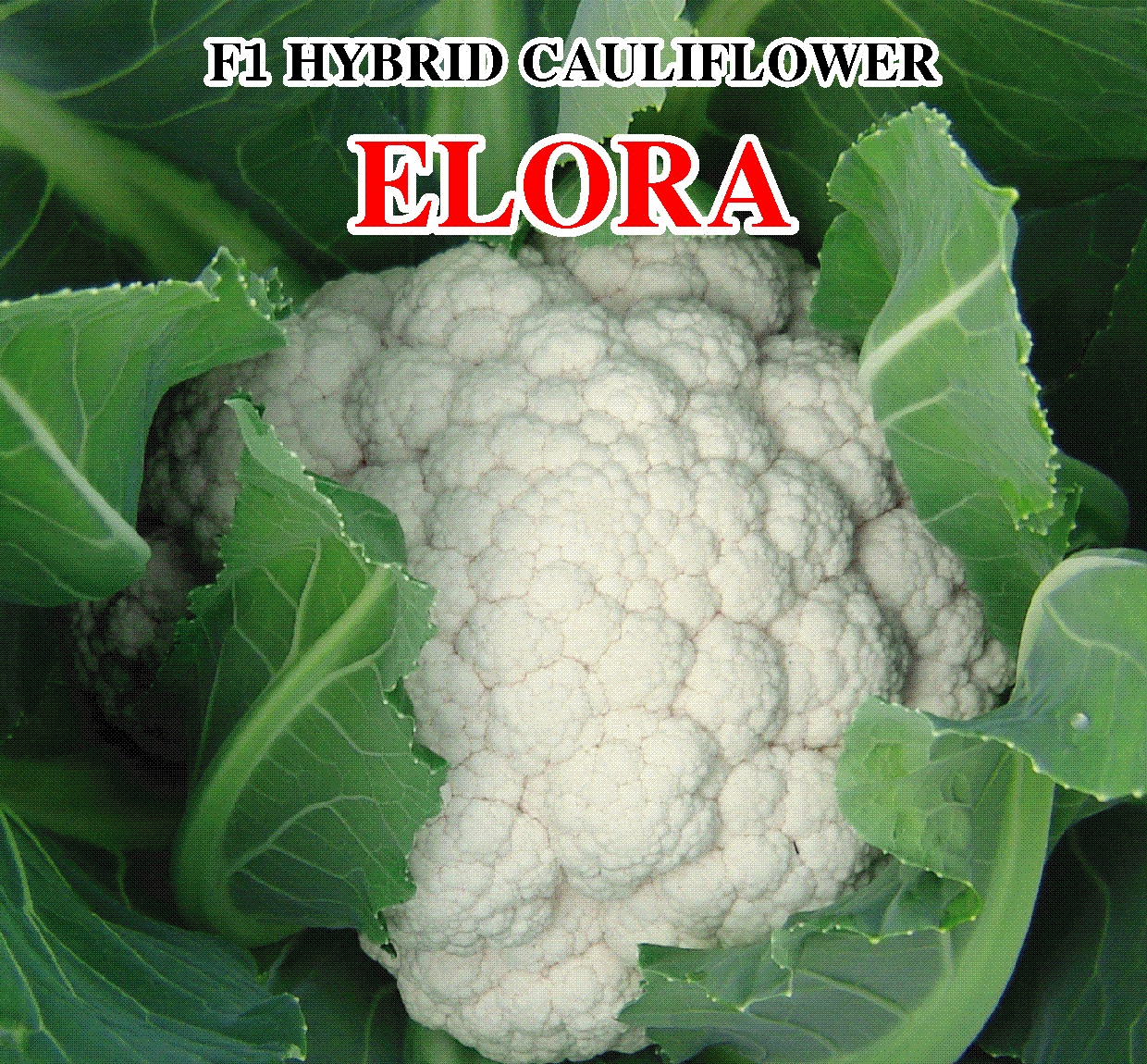 Cauliflower – Jamalpur Seeds