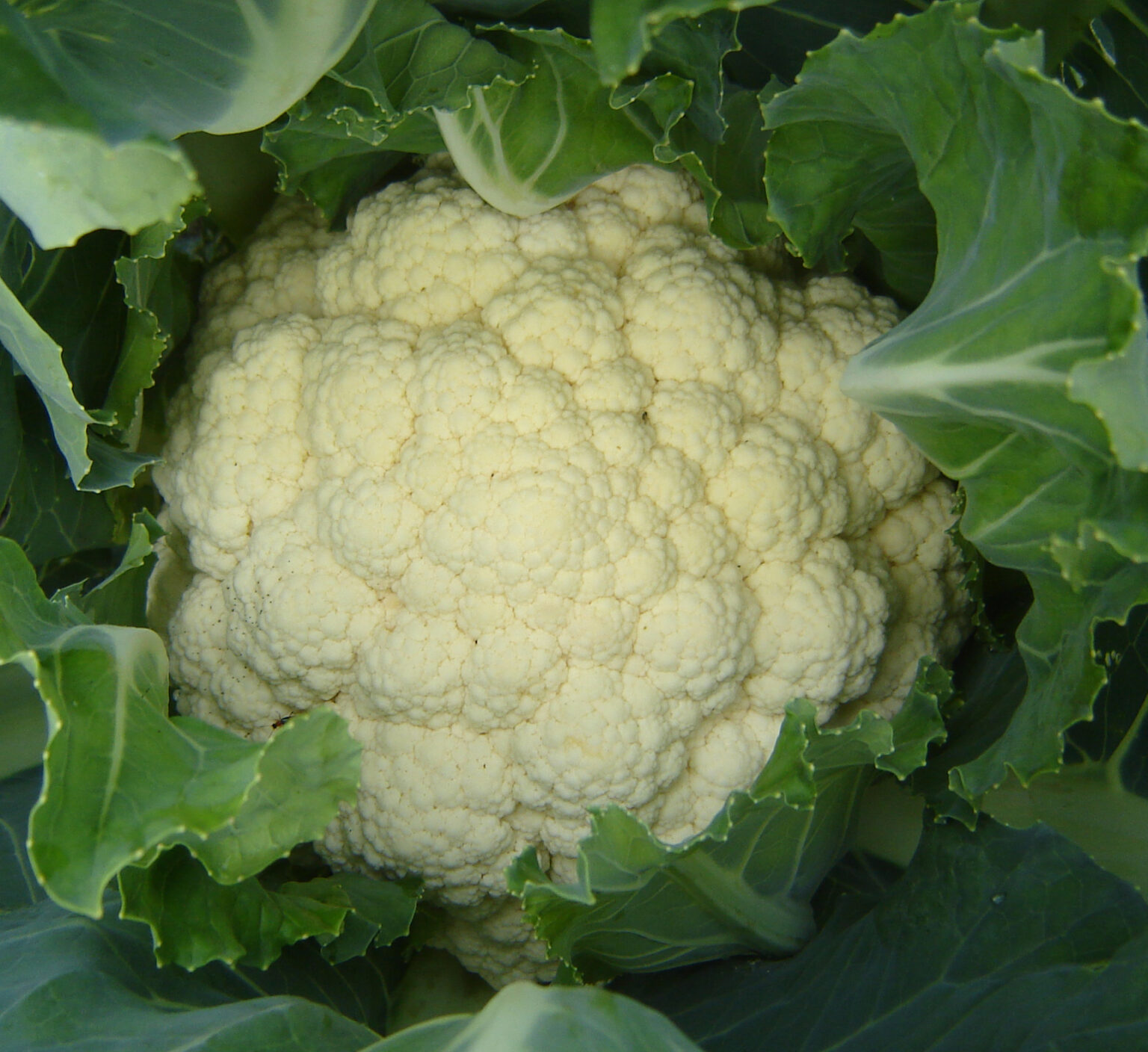 Cauliflower – Jamalpur Seeds