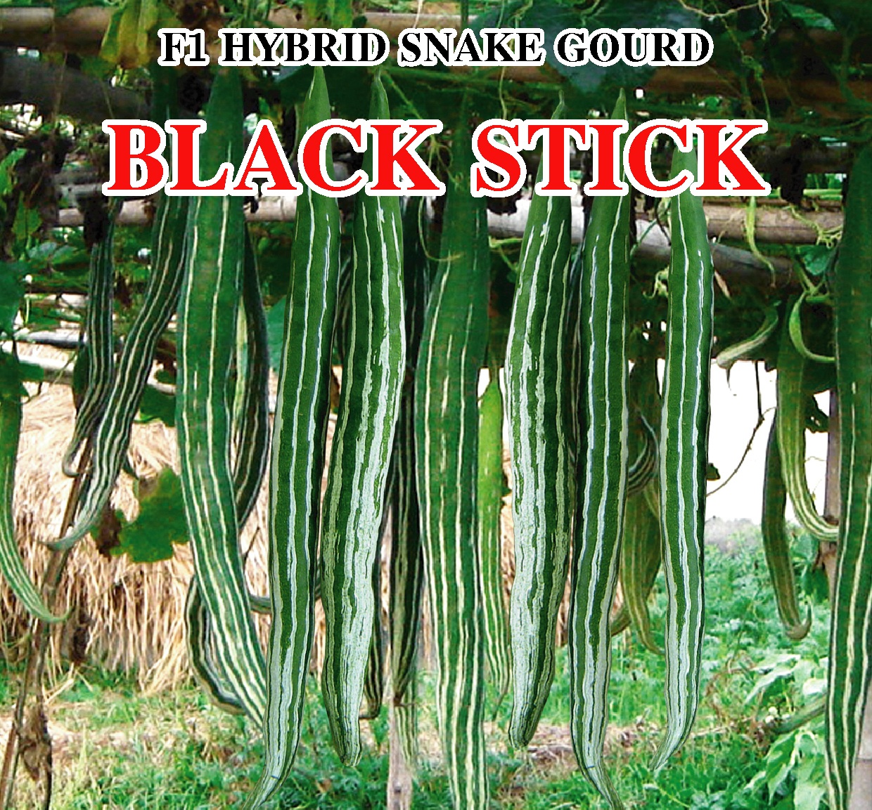 Snake Gourd – Jamalpur Seeds
