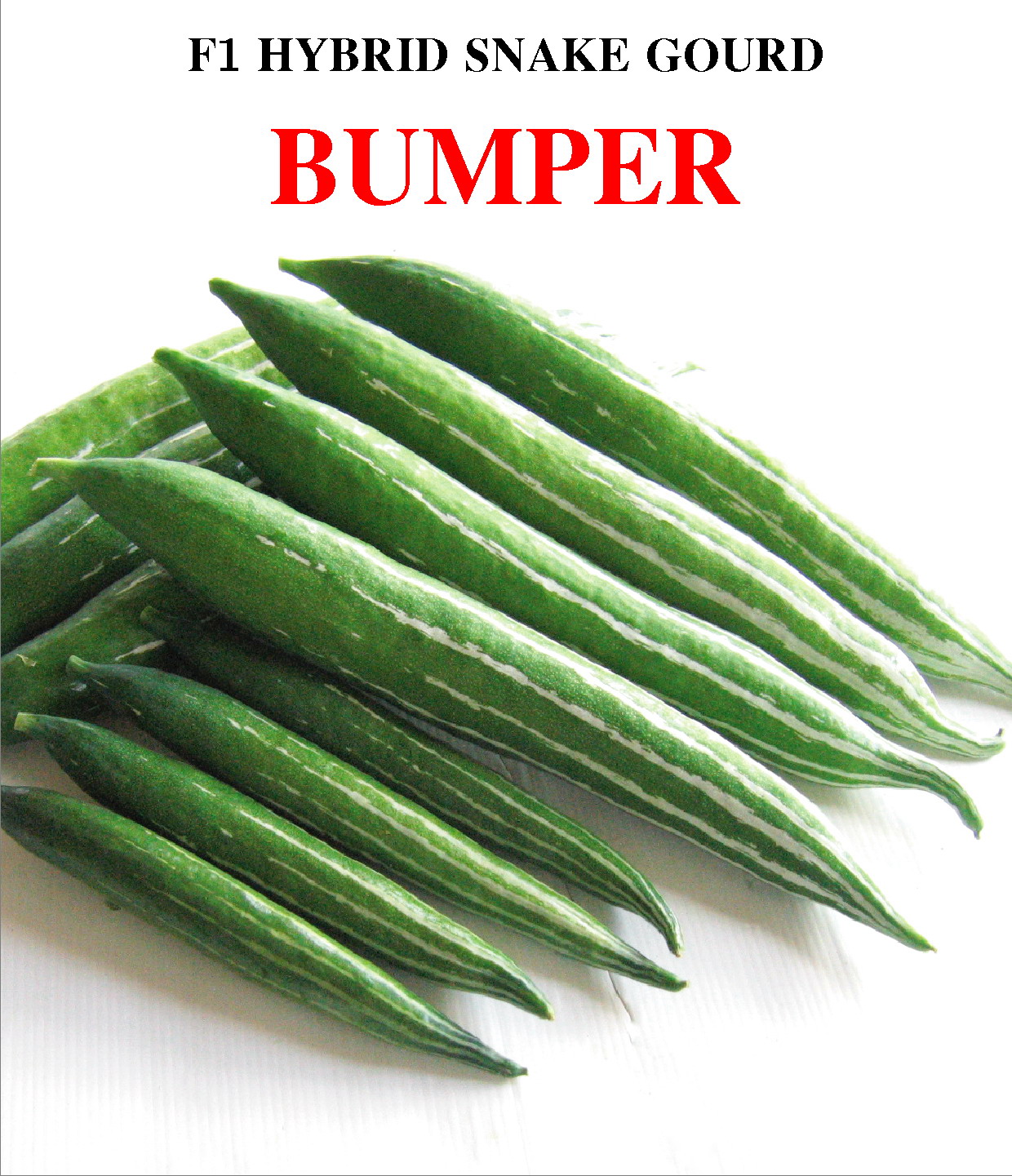Snake Gourd – Jamalpur Seeds