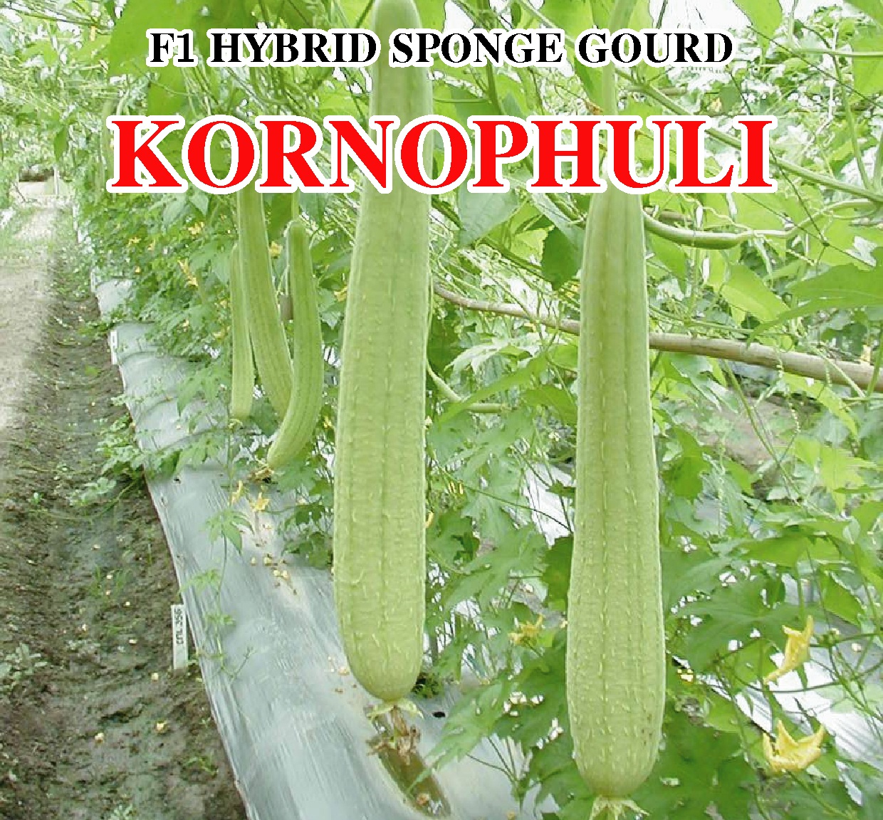 Sponge Gourd – Jamalpur Seeds