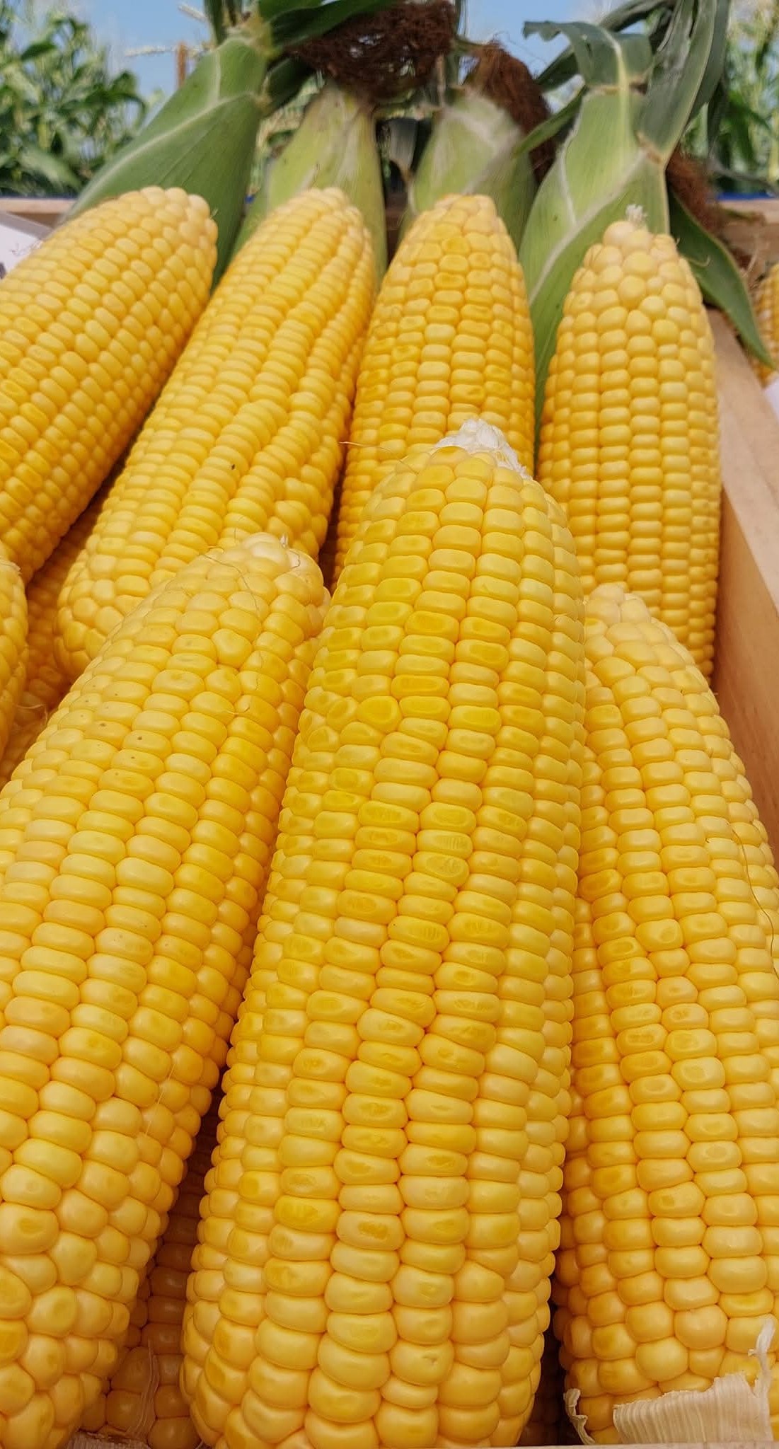 Sweet Corn – Jamalpur Seeds