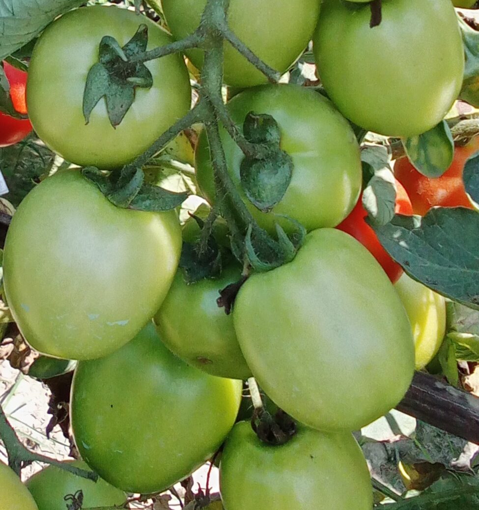 Tomato